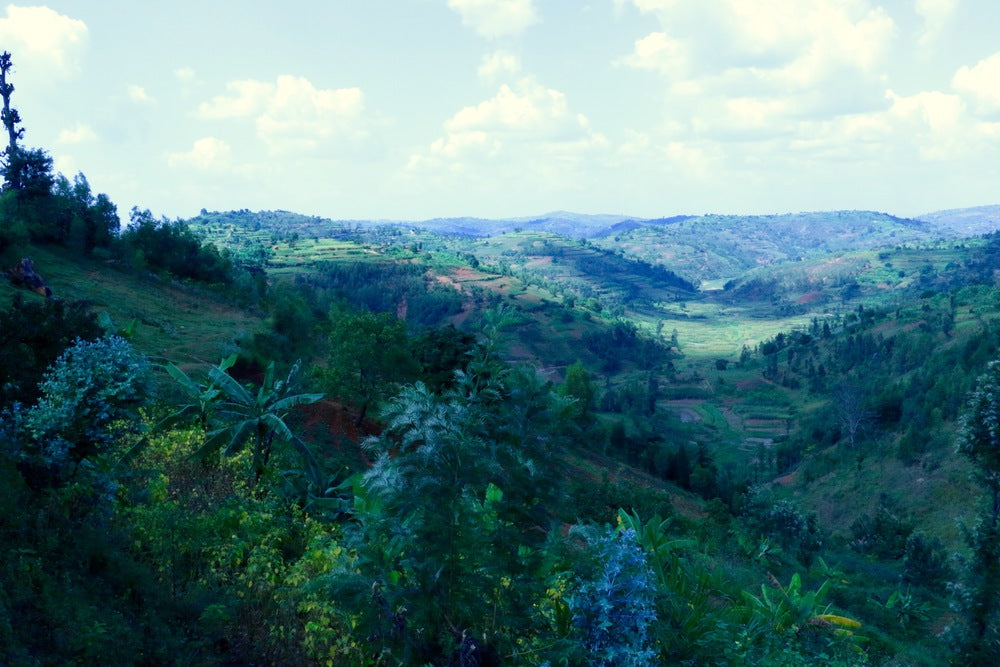 TUNING IN FROM EAST AFRICA: ON THE FARM IN RWANDA – Sisters Coffee Company